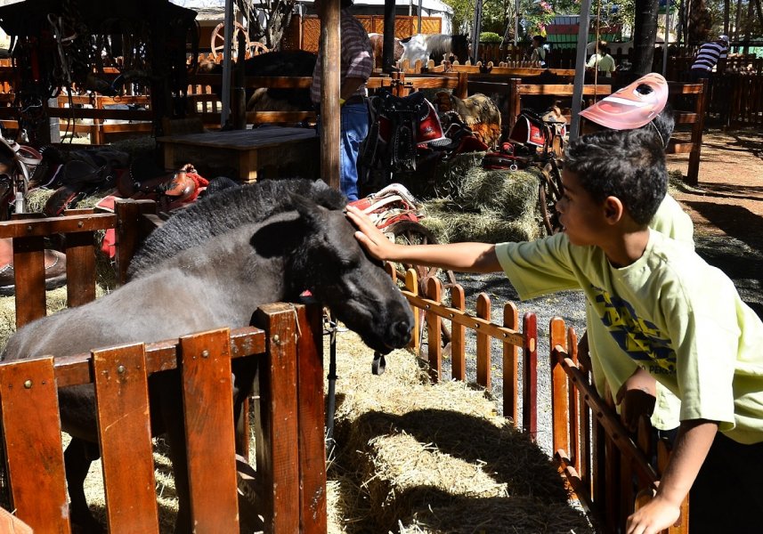Menor cavalo do Brasil é a atração principal da Mini Fazendinha no ...